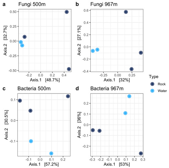 Rock Surface Fungi in Deep Continental Biosphere—Exploration of ...