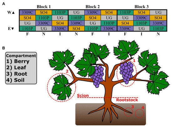 Grapevine Microbiota Reflect Diversity among Compartments and Complex ...