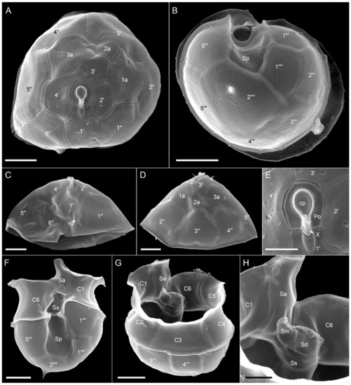 Microorganisms | Free Full-Text | Multiple New Strains of ...