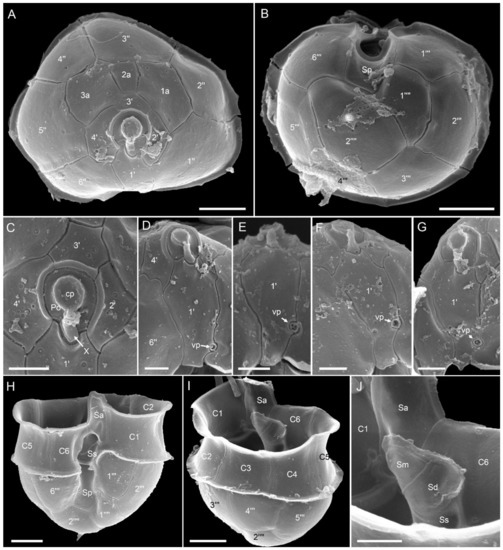 Microorganisms | Free Full-Text | Multiple New Strains of ...