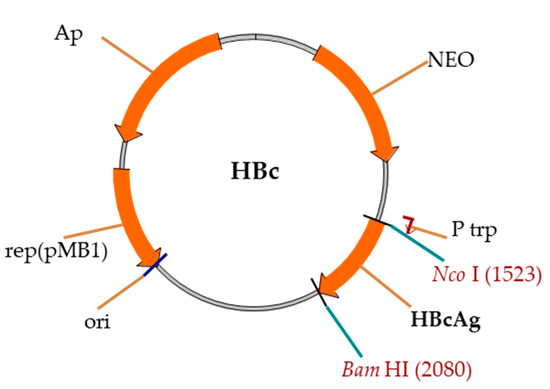 Production of the HBc Protein from Different HBV Genotypes in E. coli ...