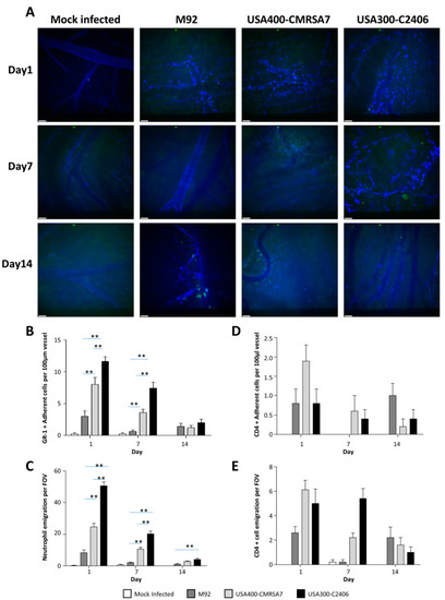 A Murine Skin Infection Model Capable of Differentiating the ...