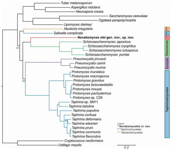 Novakomyces olei sp. nov., the First Member of a Novel Taphrinomycotina ...