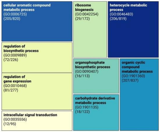 Microorganisms | Free Full-Text | Novakomyces olei sp. nov., the First ...