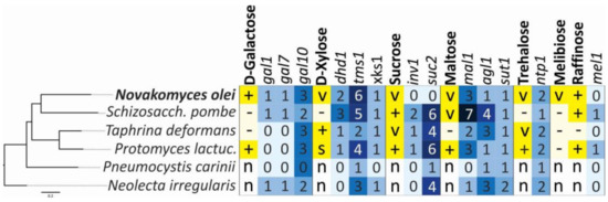 Microorganisms | Free Full-Text | Novakomyces olei sp. nov., the First ...