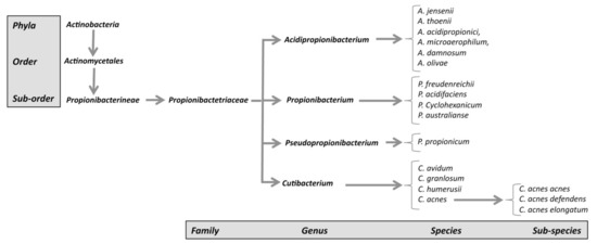 Cutibacterium acnes as an Opportunistic Pathogen: An Update of Its ...
