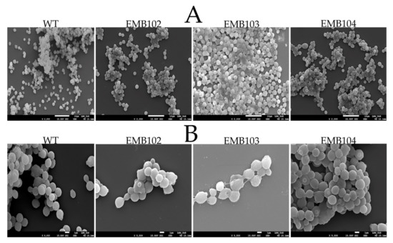 Evaluation of Ogataea (Hansenula) polymorpha for Hyaluronic Acid Production