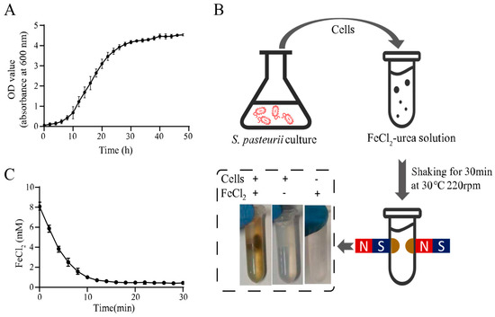 Precipitation of Magnetic Iron Oxide Induced by Sporosarcina pasteurii ...