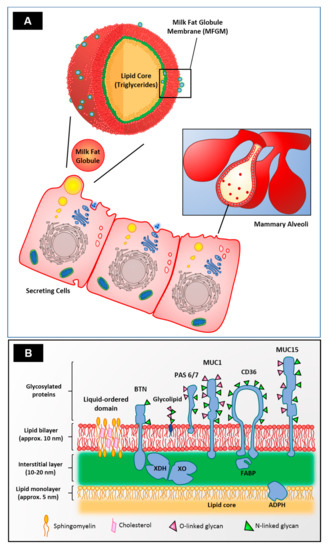 Improving Human Health with Milk Fat Globule Membrane, Lactic Acid ...
