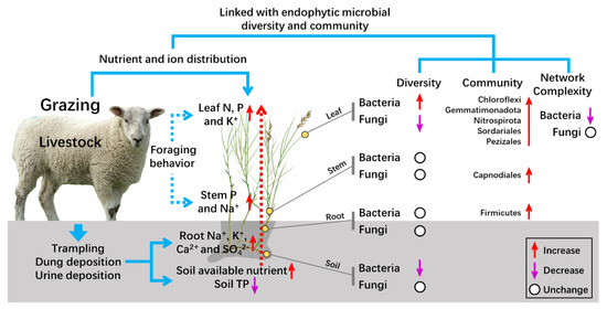 Grazing Affects Bacterial and Fungal Diversities and Communities in the ...