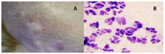 Clonal Diversity and Antimicrobial Resistance of Methicillin-Resistant ...
