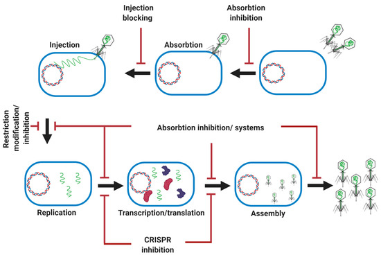 Phage Therapy for Mycobacterium Abscessus and Strategies to Improve ...