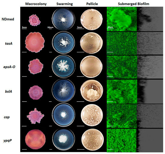 Comparison of the Genetic Features Involved in Bacillus subtilis ...