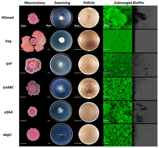 Comparison of the Genetic Features Involved in Bacillus subtilis ...
