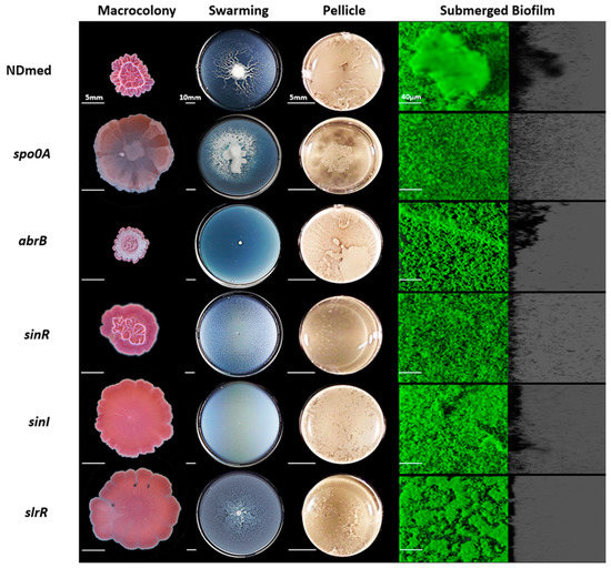 Comparison of the Genetic Features Involved in Bacillus subtilis ...