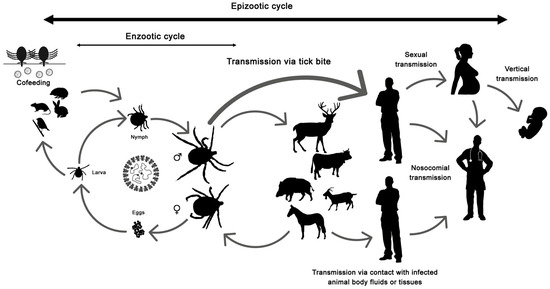 Epidemiological Aspects of Crimean-Congo Hemorrhagic Fever in Western ...