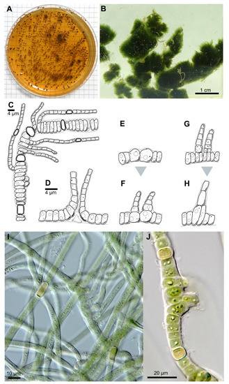 Symphyonema bifilamentata sp. nov., the Right Fischerella ambigua 108b ...