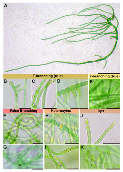 Symphyonema bifilamentata sp. nov., the Right Fischerella ambigua 108b ...