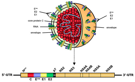 Anti-Classical Swine Fever Virus Strategies