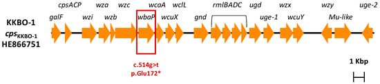 Phage Resistance Is Associated with Decreased Virulence in KPC ...