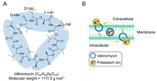The Nonribosomal Peptide Valinomycin: From Discovery to Bioactivity and ...