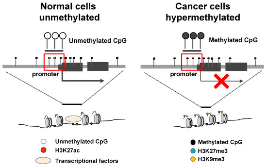 DNA Methylation and HPV-Associated Head and Neck Cancer