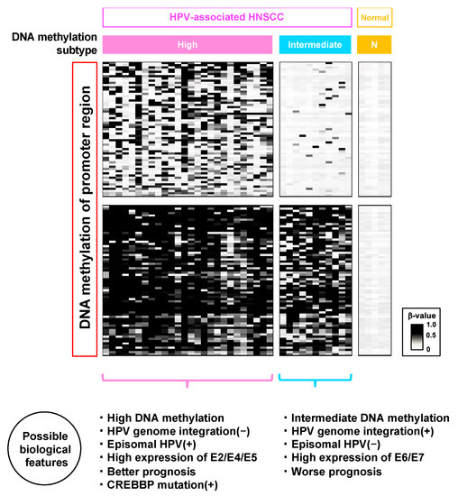 DNA Methylation and HPV-Associated Head and Neck Cancer