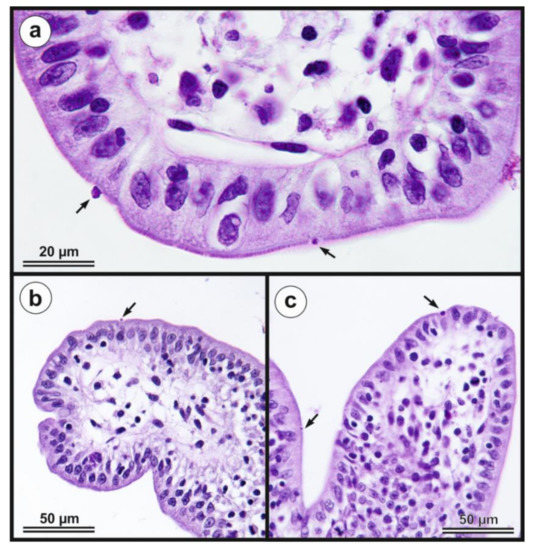 Microorganisms | Special Issue : Parasitic Protists: Diversity of ...