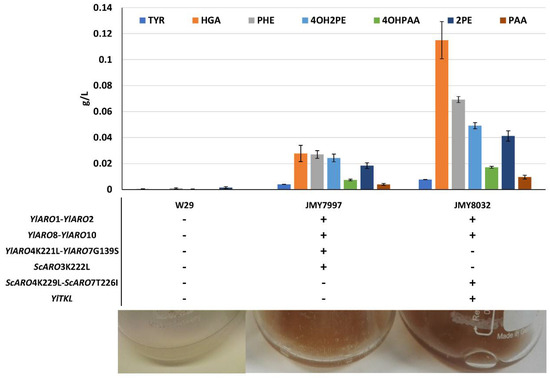 A Yarrowia lipolytica Strain Engineered for Pyomelanin Production
