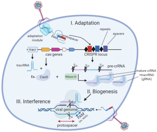 Microorganisms | Free Full-Text | Genome Editing in Bacteria: CRISPR ...