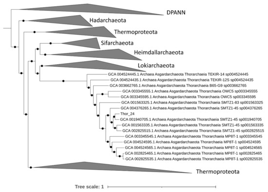 Unraveling the Metabolic Potential of Asgardarchaeota in a Sediment ...