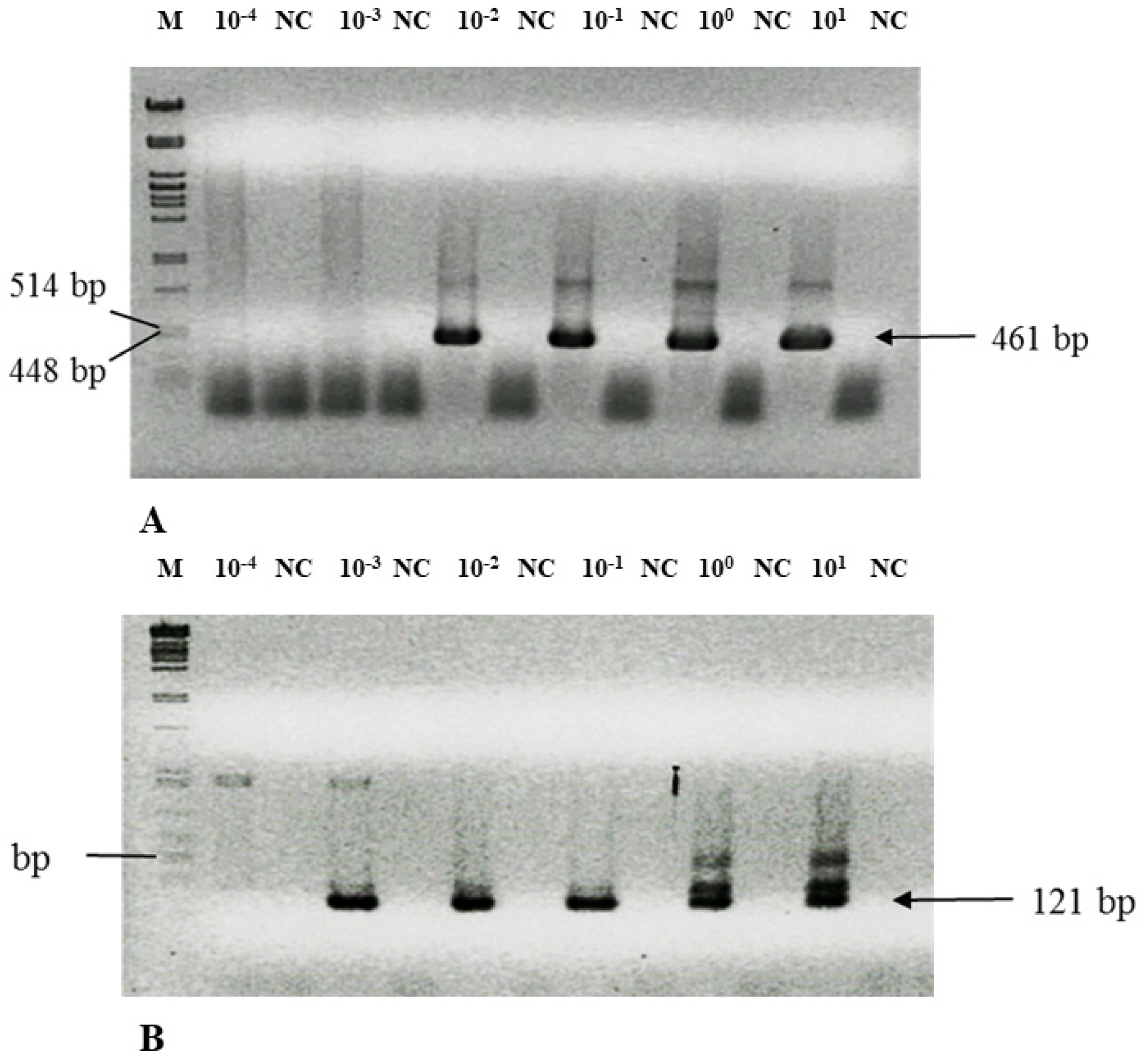 Reliable and Sensitive Nested PCR for the Detection of Chlamydia in Sputum