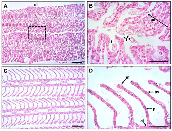 The Effect of Antimicrobial Treatment upon the Gill Bacteriome of ...