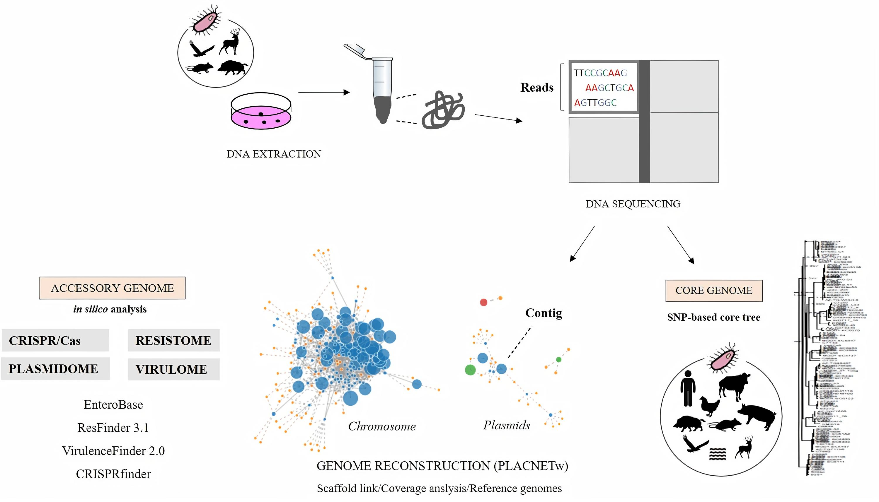 Microorganisms | Free Full-Text | Genomic Insights into Drug Resistance and Virulence Platforms ...