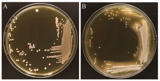 Microorganisms | Free Full-Text | Identification of Bile Salt Hydrolase ...