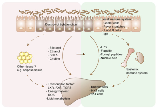 Human Gut Microbiome and Liver Diseases: From Correlation to Causation