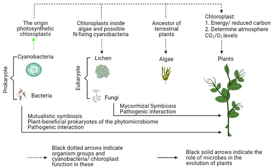 Coevolution Examples In Plants