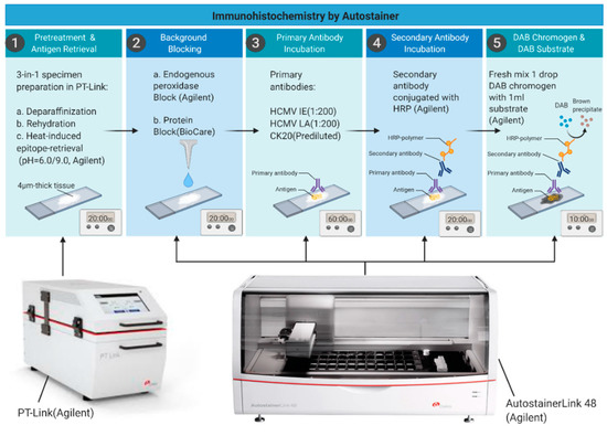 Detection of Human Cytomegalovirus Proteins in Paraffin-Embedded Breast ...