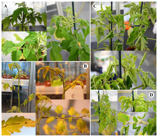 Microorganisms | Free Full-Text | Reassessment of the Columnea latent ...
