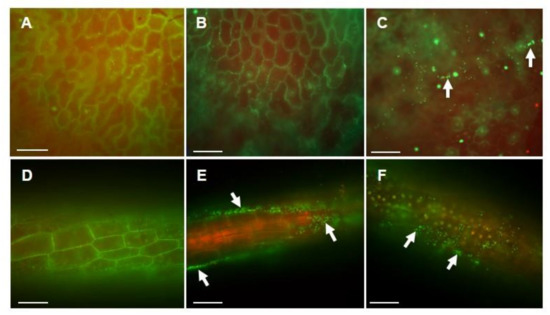 Novel Plant-Associated Acidobacteria Promotes Growth of Common Floating ...