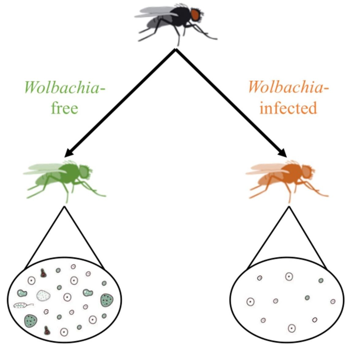 Microorganisms Free Full Text Influential Insider Wolbachia An