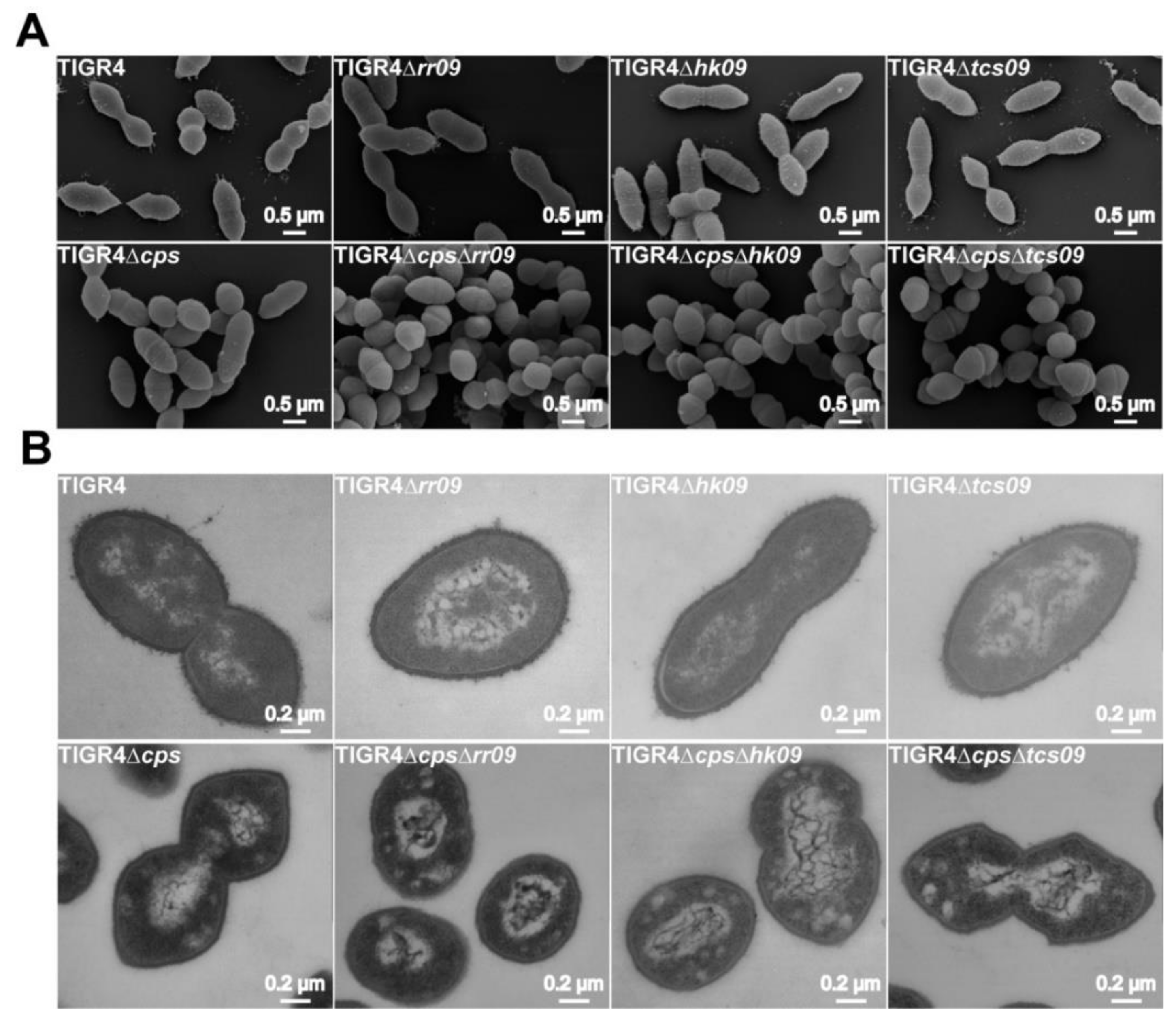 Lancet Shaped Streptococcus Pneumoniae