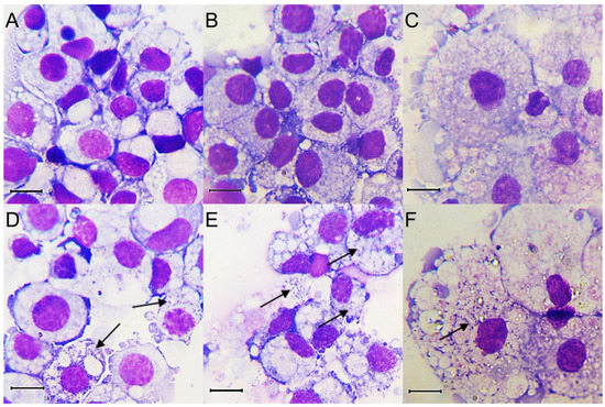 Replication Kinetics of Rickettsia raoultii in Tick Cell Lines