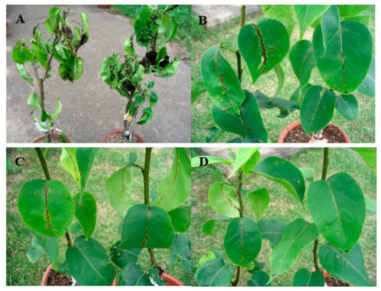DMI-Fungicide Resistance in Venturia nashicola, the Causal Agent of ...