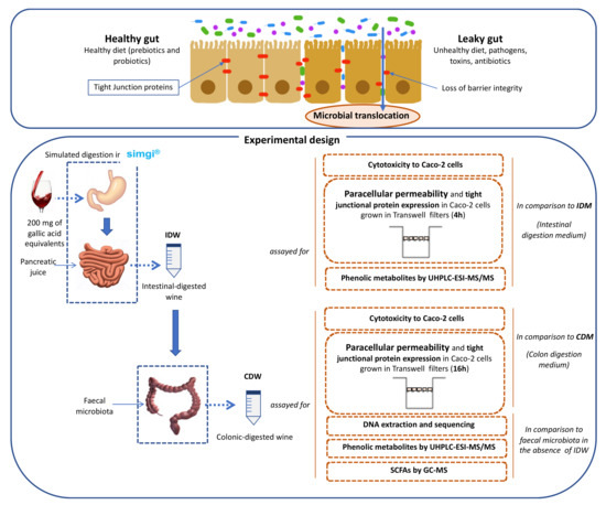 Effects of Wine and Its Microbial-Derived Metabolites on Intestinal ...