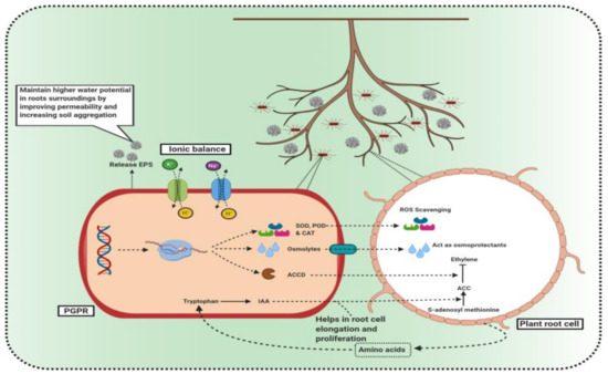 Plant Growth Promoting Rhizobacteria, Arbuscular Mycorrhizal Fungi and ...