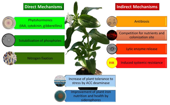 Recent Developments in the Study of Plant Microbiomes