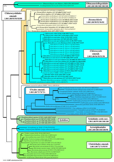 Molecular Phylogeny of Unicellular Marine Coccoid Green Algae Revealed ...