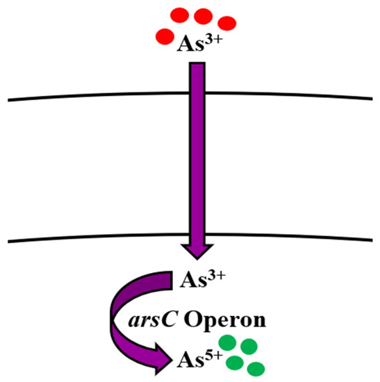 Unraveling the Underlying Heavy Metal Detoxification Mechanisms of ...