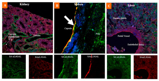 An Outbreak of Highly Pathogenic Avian Influenza (H7N7) in Australia ...